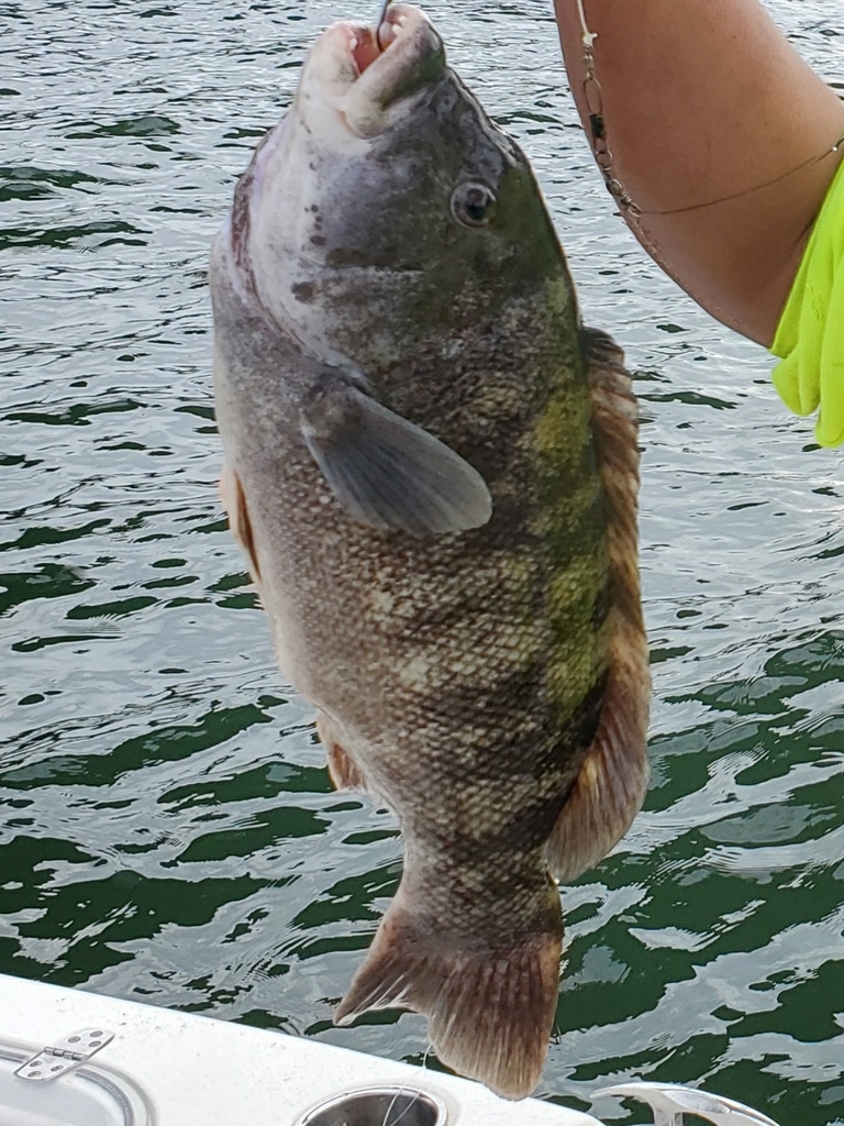 Tautog in October 2020 by Thomas Marino Jr. · iNaturalist