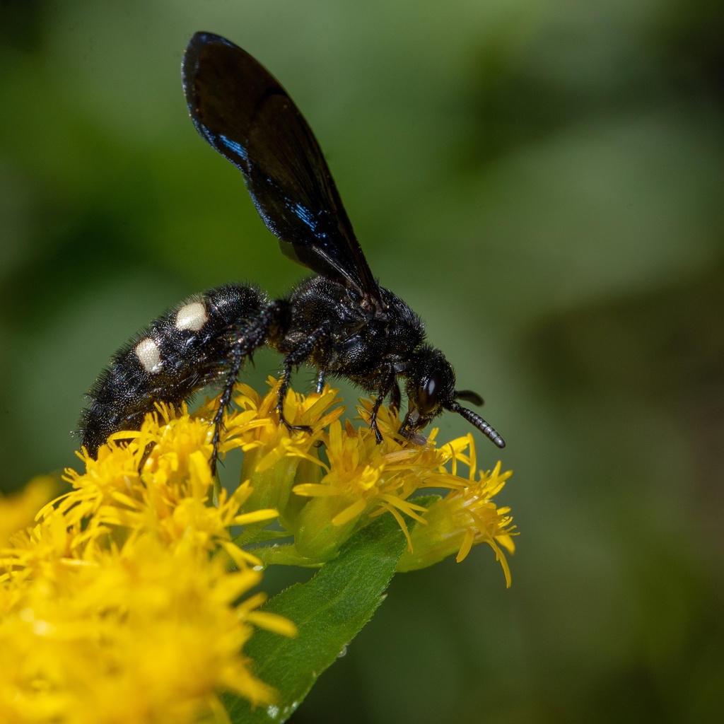 Scoliid Wasps from Turkey Creek Sanctuary, Palm Bay, FL, US on October ...