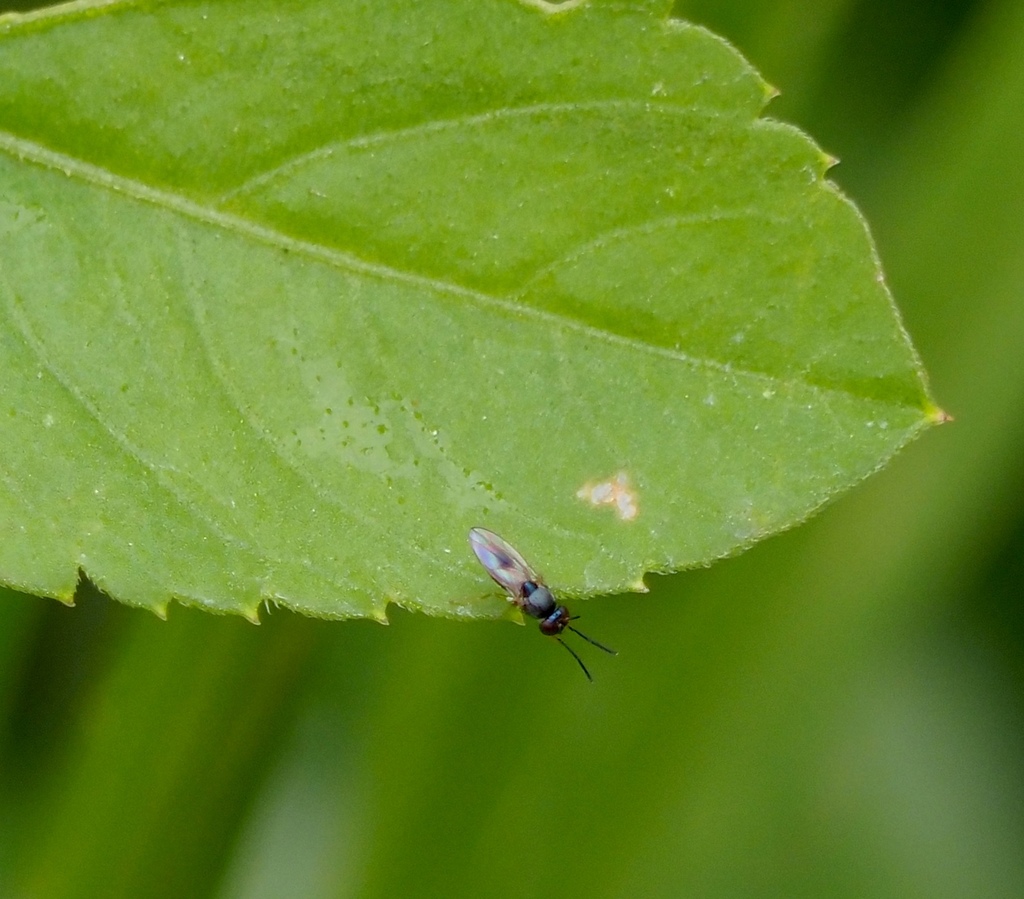 Acalyptrate Flies from Tung Chung, Hong Kong on October 30, 2020 at 10: ...