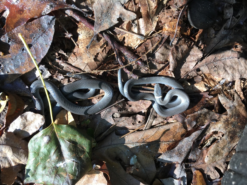 ring-necked snake in October 2020 by explorerkeith. Two of two ...