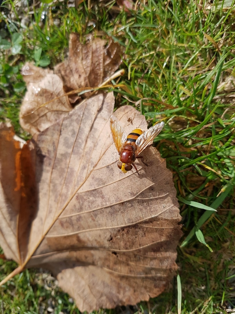 Hornet Mimic Hover Fly from 14048 Montegrosso AT, Italia on October 31 ...