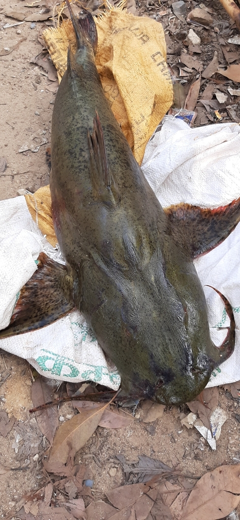 Goonch in December 2019 by Seema Netam · iNaturalist