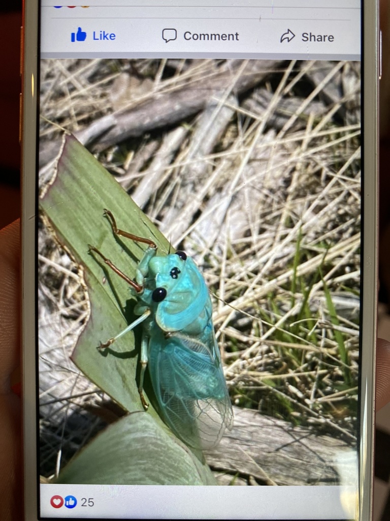 Green Grocer from Gore Street, Fitzroy, VIC, AU on October 31, 2020 at ...