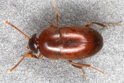 Nargus wilkinii · iNaturalist