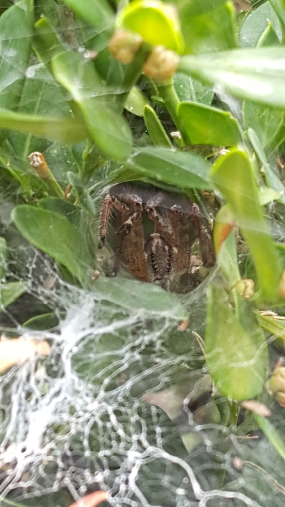 Grass Spiders from 2175 OH-132, Goshen, OH 45122, USA on September 6 ...