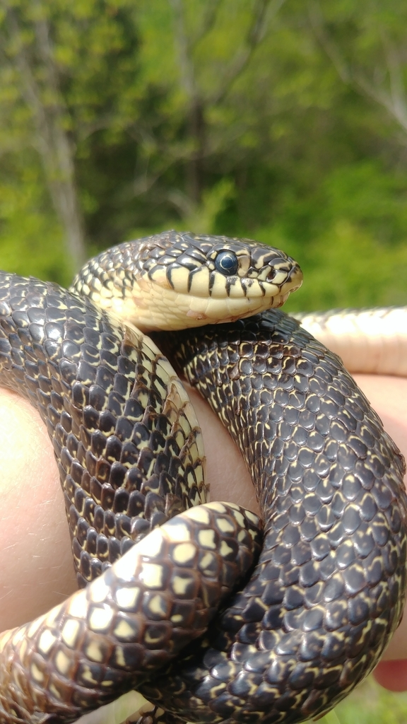 Speckled Kingsnake from Springfield, MO 65804, USA on May 01, 2020 at ...