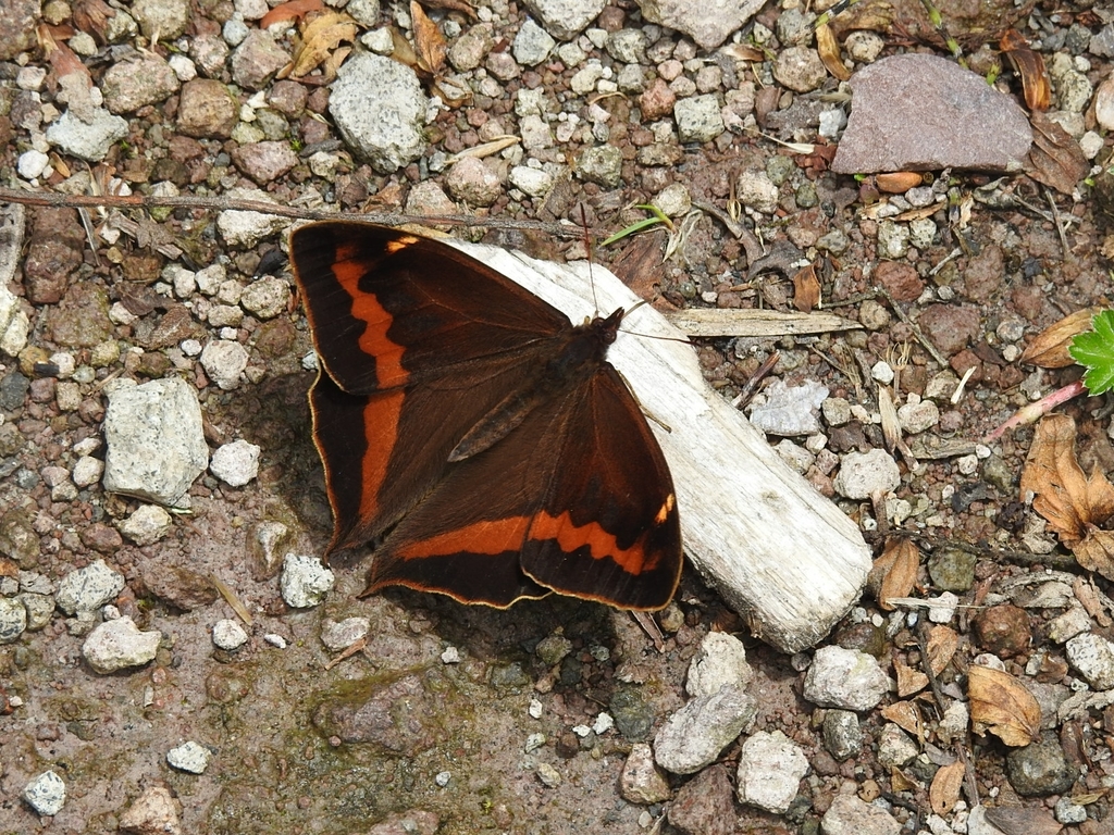 Corades yanacocha from Reserva Biológica Yanacocha on October 30, 2020 ...