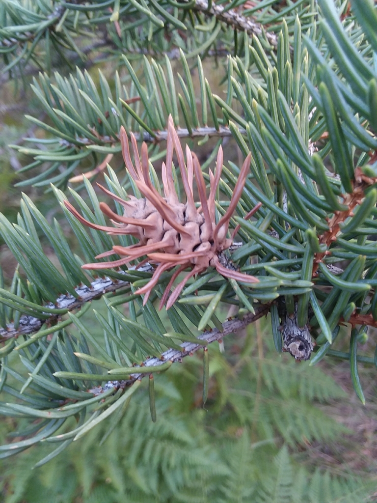 blue spruce from Forest Rd 532, Pocatello, ID 83204, USA on September 6 ...