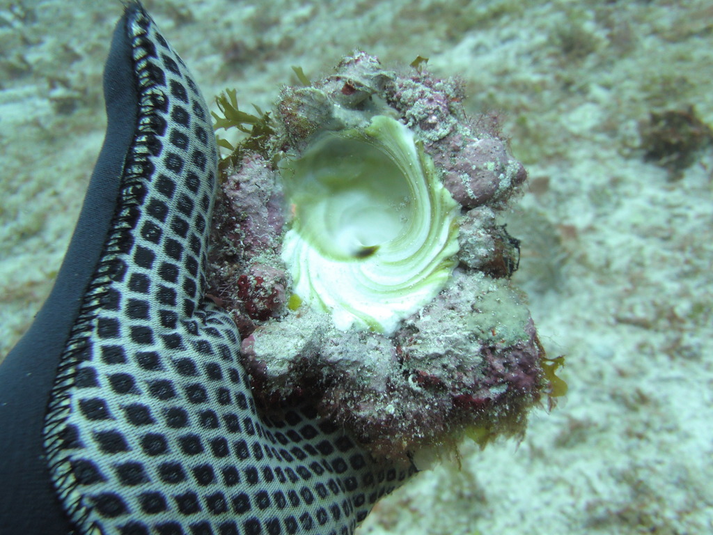 American Carrier Shell from Pecio C-58 on September 4, 2017 by ...