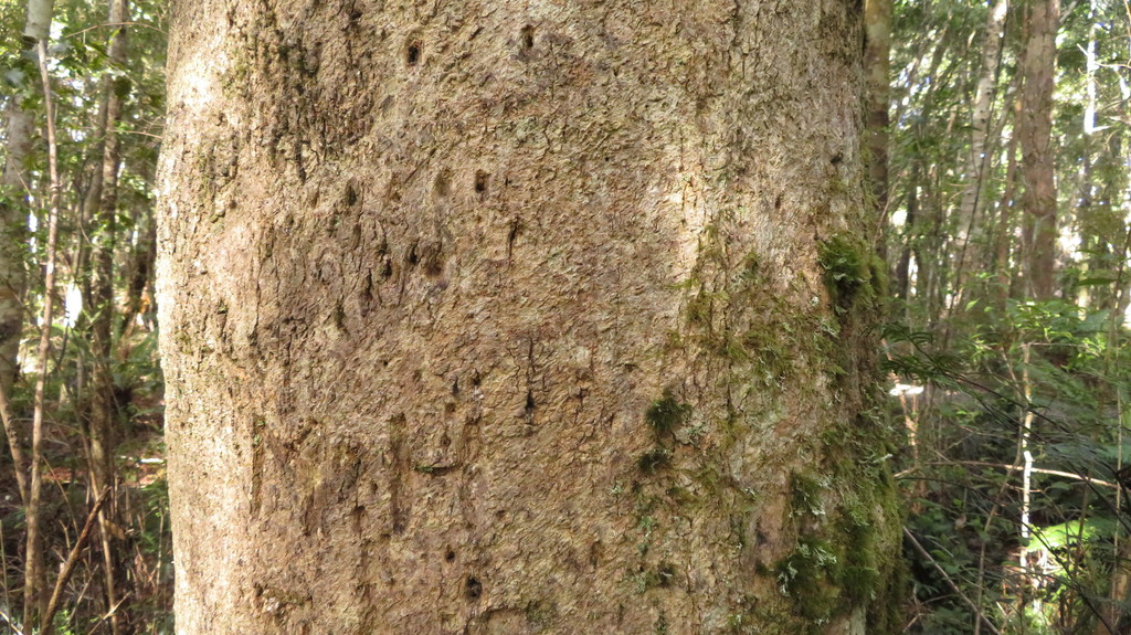 Pokaka from Papatowai 9586, New Zealand on October 28, 2020 at 07:51 AM ...