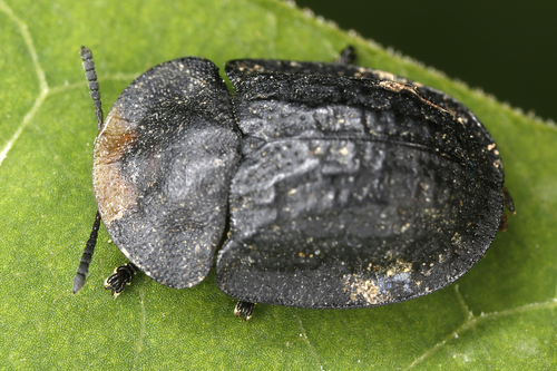 Cassida atrata · iNaturalist