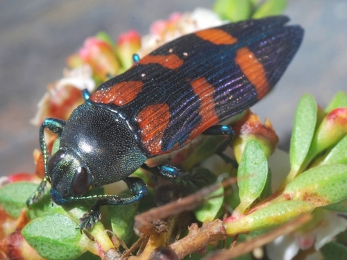 Castiarina helmsi · iNaturalist