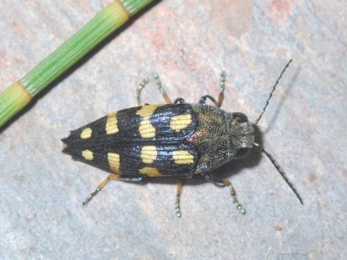 Astraeus dilutipes · iNaturalist