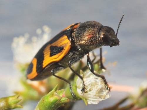 Castiarina undulata · iNaturalist