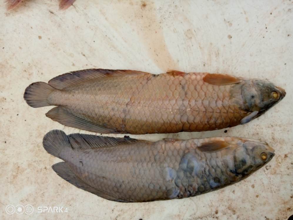 African Arowana from Unnamed Road, Douala, Cameroon on October 30, 2020 ...
