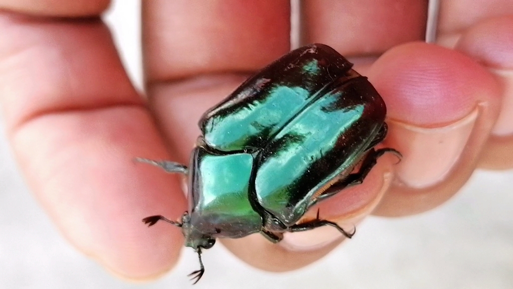 Cotinis subviolacea from Chocamán on November 2, 2020 by IgnacioCastro ...