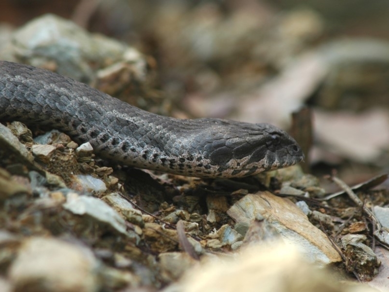 Common Death Adder from Mogendoura, NSW on August 31, 2006 at 10:34 PM ...