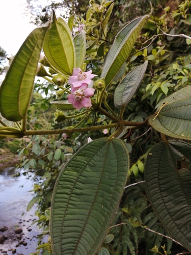 Blakea glandulosa · iNaturalist Mexico