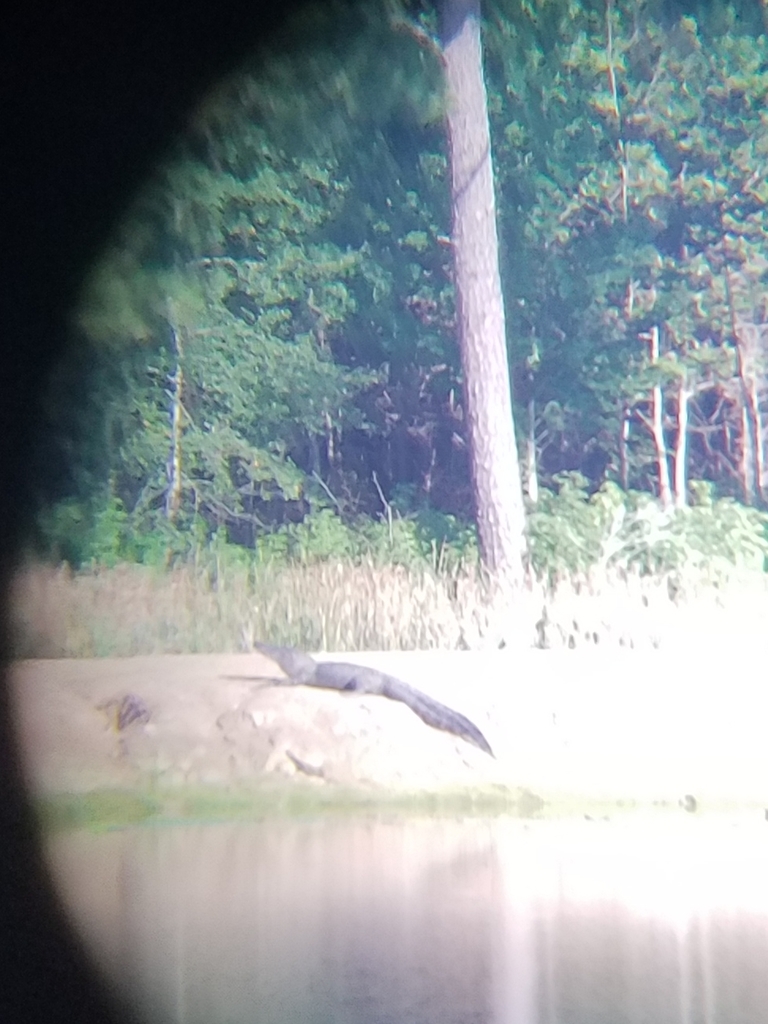 American Alligator from Pine Bluff Arsenal, Sherrill, AR 72152, USA on ...