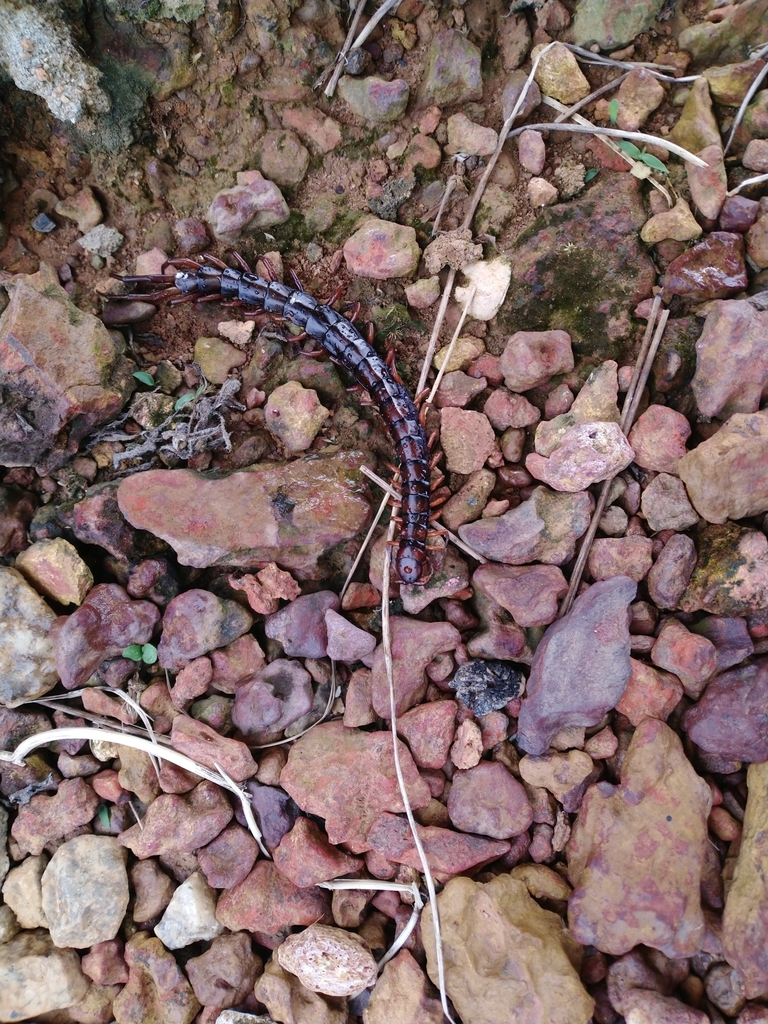 Pacific Giant Centipede from Taman Padang Jambu, 75150 Melaka, Malaysia ...