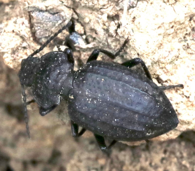Adelium angulicolle from Mount Ainslie on February 02, 2019 at 12:29 AM ...