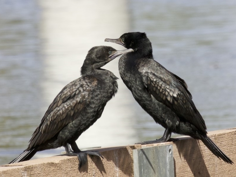 Little Black Cormorant from Lyneham Wetland on April 14, 2018 at 10:21 ...