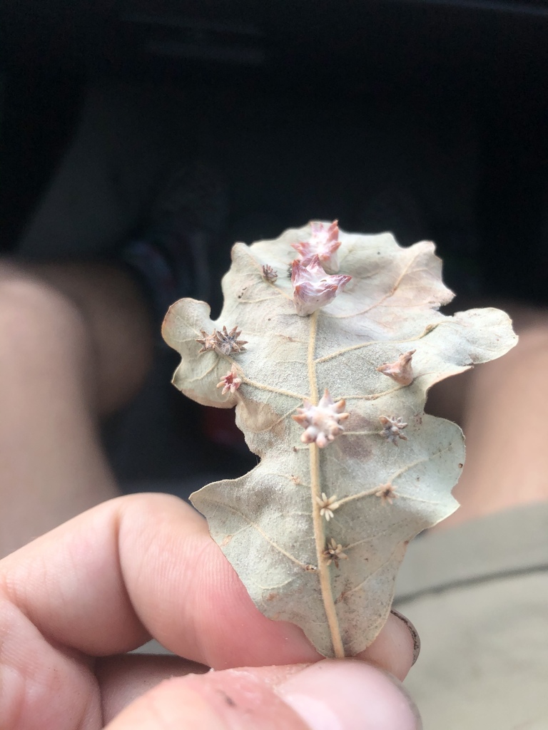 Cynips from I-5 N, Lebec, CA, US on October 06, 2020 at 05:44 PM by ...