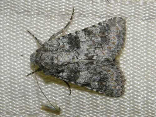 Hadena vulcanica · iNaturalist