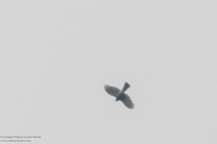 How To Draw A Sharpshinned Hawk Printable Step By Step