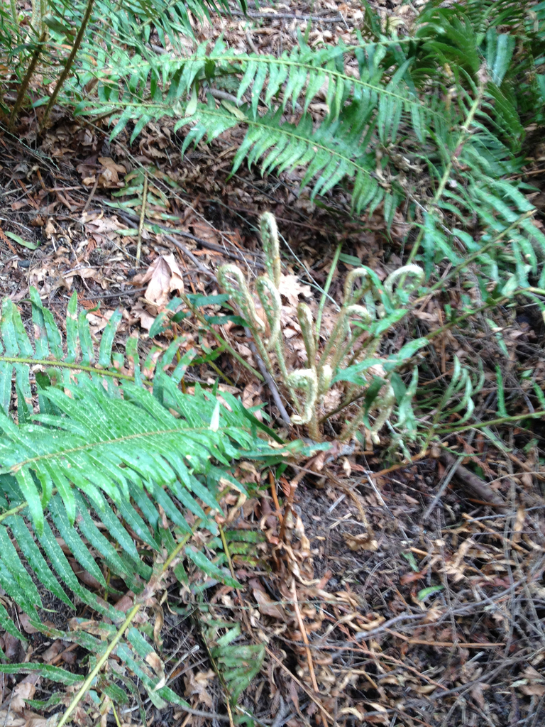 western sword fern from Southwest Manning Street, West Seattle, Seattle ...