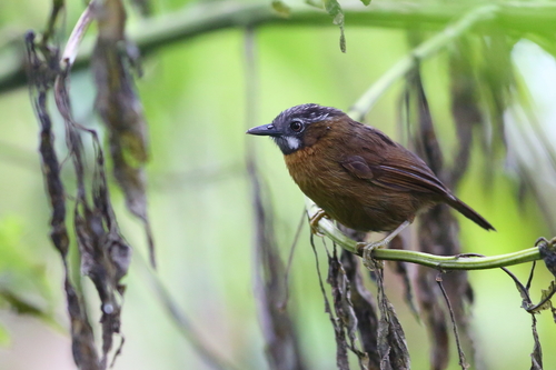 Subspecies Stachyris nigriceps larvata · iNaturalist