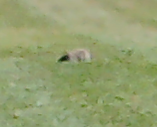 Groundhog from Great Falls, VA, USA on November 03, 2020 at 12:21 PM by ...