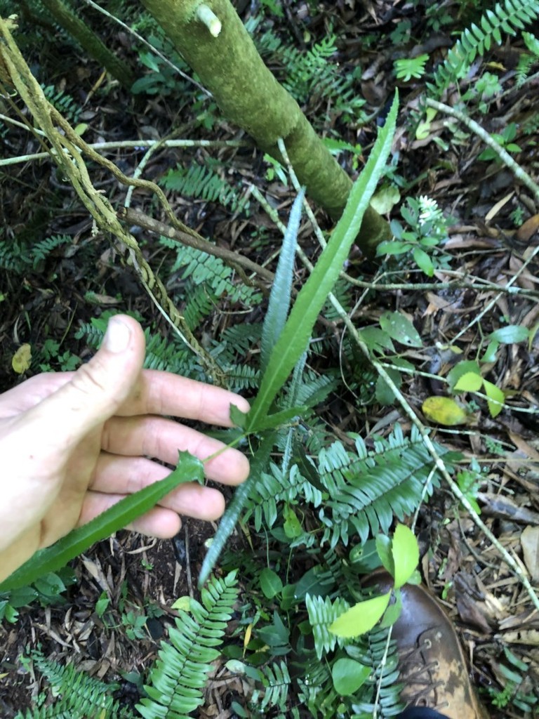 whalebone tree from Wattamolla, NSW on April 29, 2020 at 10:13 AM by ...