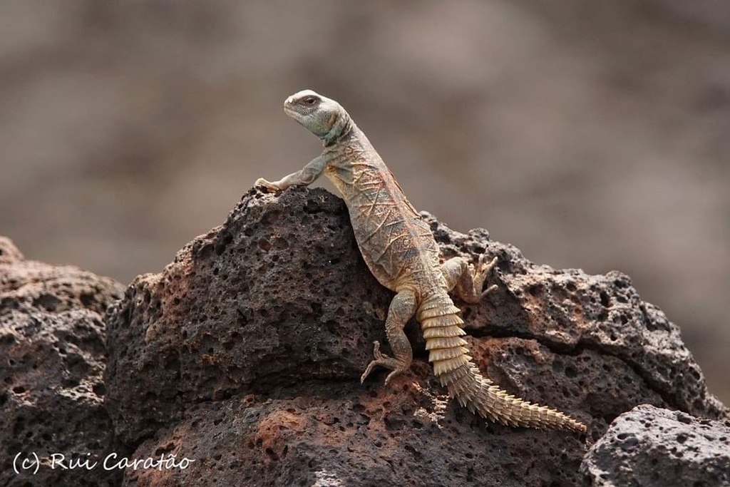 Eyed Dabb Lizard from Arta, Jibuti on September 03, 2018 by Rui Caratão ...