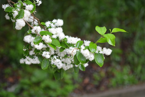 Subgénero Palura · NaturaLista Colombia