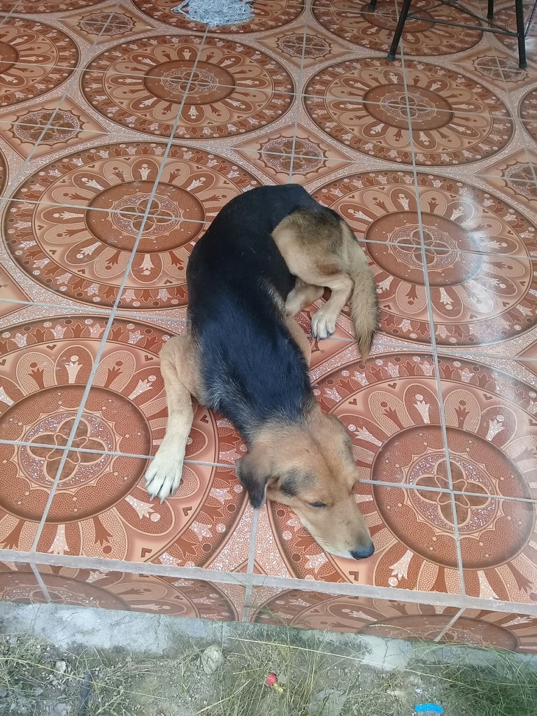 Domestic Dog from Llano Grande, Honduras on November 3, 2020 at 02:45 ...