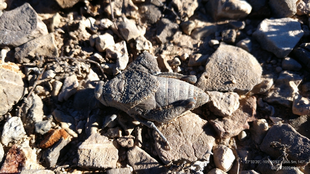 Toad Lubbers from Valle de Zaragoza Municipality, Chihuahua, Mexico on ...