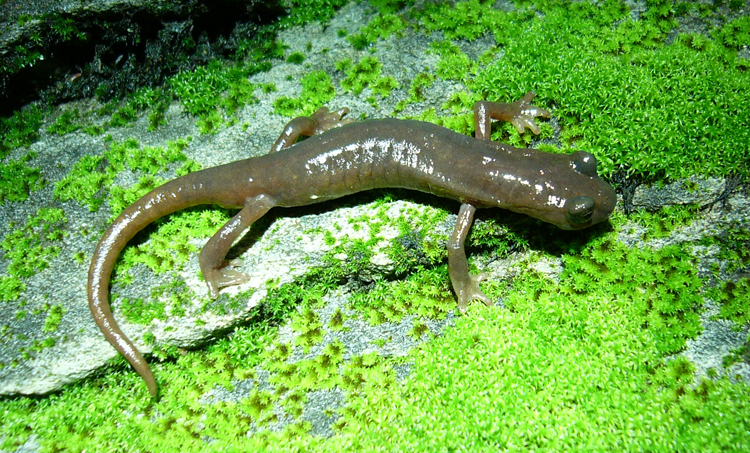 Limestone Salamander in January 2005 by smrovito · iNaturalist