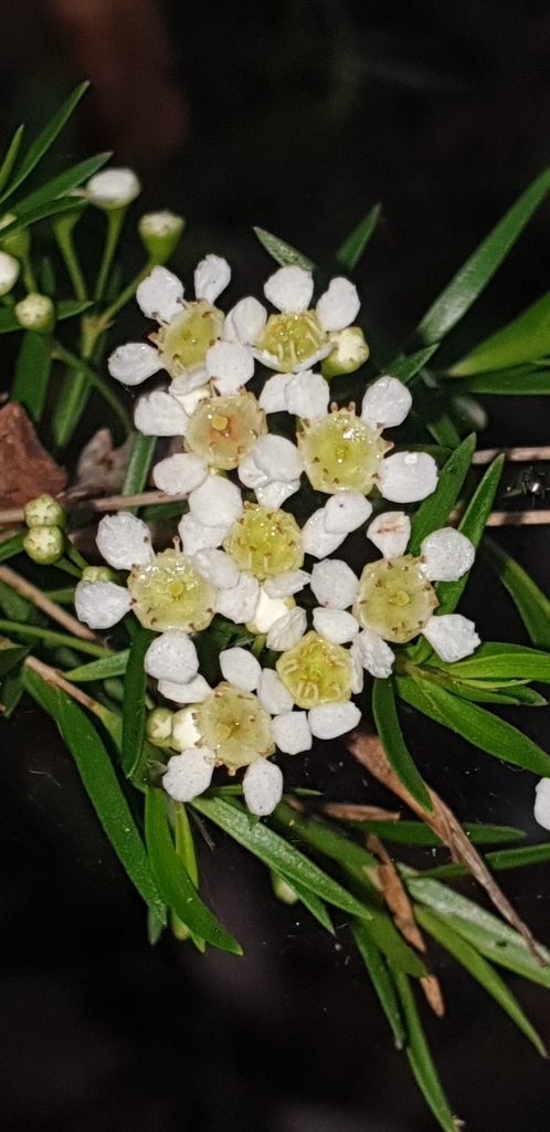 Sannantha similis from Mudgeeraba QLD 4213, Australia on November 4 ...