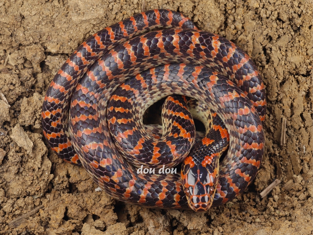 Red-banded Snake from 中国江苏省常州市金坛区东方村 on August 02, 2020 at 09:26 PM by ...