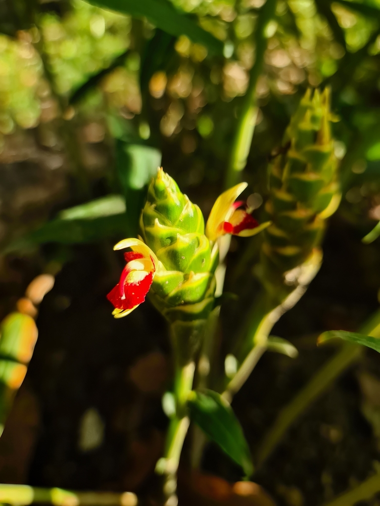 Ginger from Sindalan, San Fernando, Pampanga, Philippines on November 4 ...
