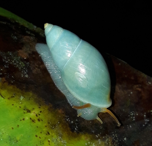 Mesembrinus mossi · iNaturalist United Kingdom