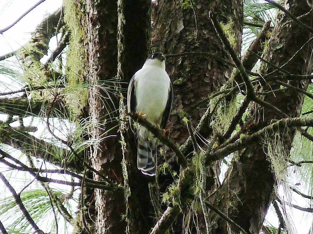 Sharp-shinned Hawk from Honduras on October 16, 2011 at 09:25 AM by ...
