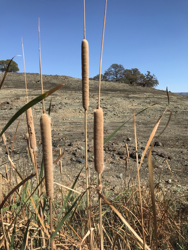 southern cattail from Napa, CA, US on October 31, 2020 at 01:08 PM by ...