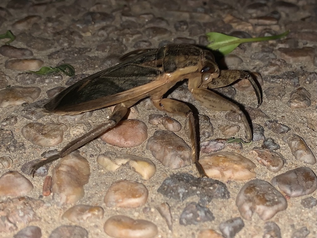 Great Waterbug from N'Djamena, Chari-Baguirmi, TD on November 4, 2020 ...