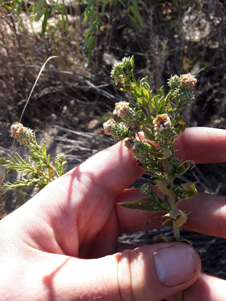 fall tansyaster from Hobbs, NM 88240, USA on November 2, 2020 at 01:43 ...