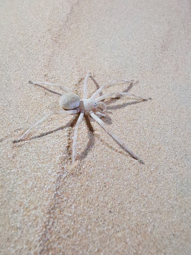 Huntsman Spiders from Al Sout - Abu Dhabi - United Arab Emirates on ...