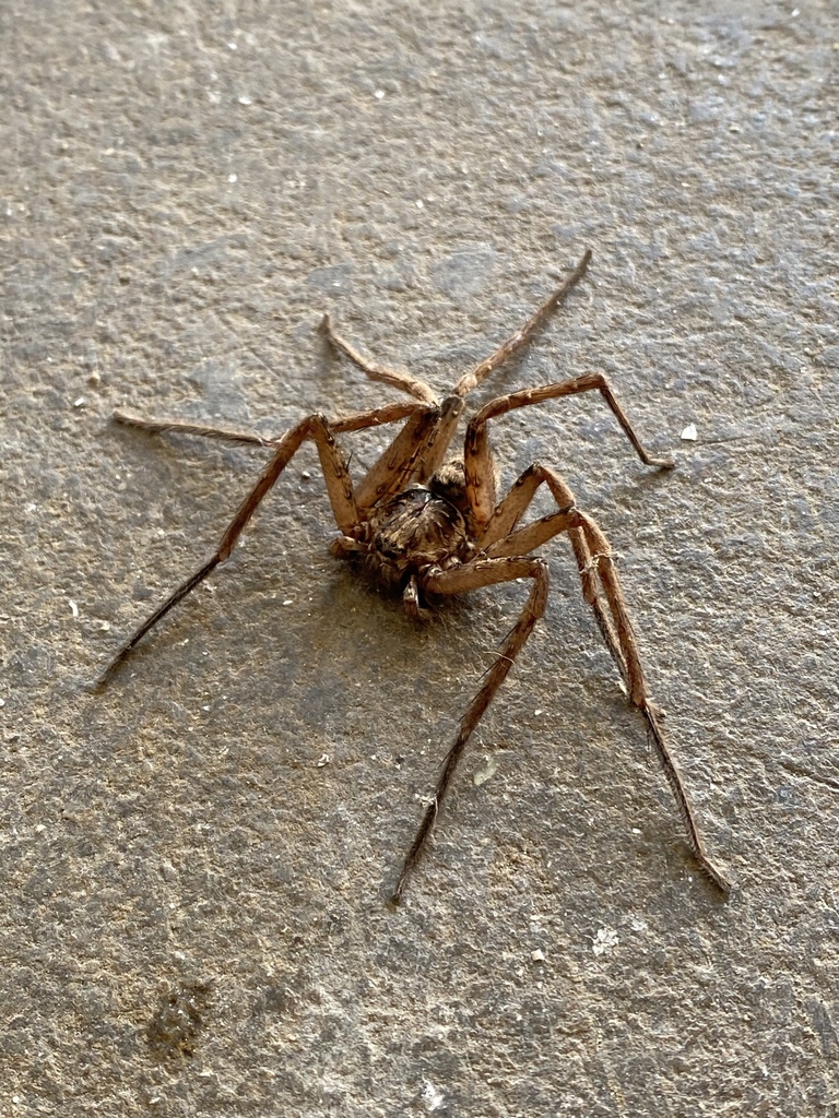 Jungle Huntsman Spider from Alleena Park, Bray Park, QLD, AU on ...