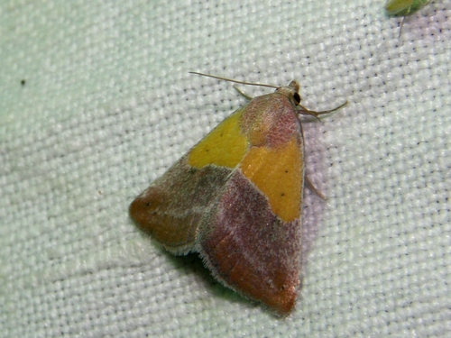 Eublemma panonica · iNaturalist