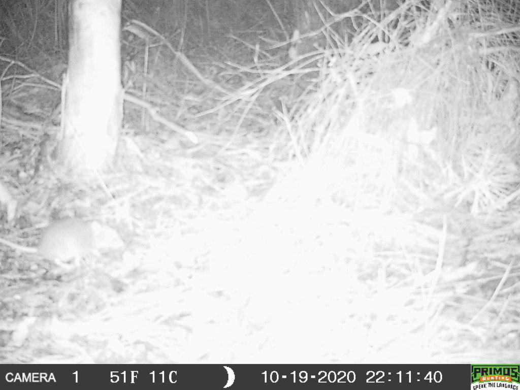 Australian Bush Rat from Blue Mountains, NSW, Australia on October 19 ...